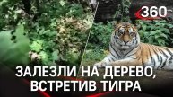 В лес с тигром: грибники из Приморского края забрались на деревья, чтобы спастись от хищника