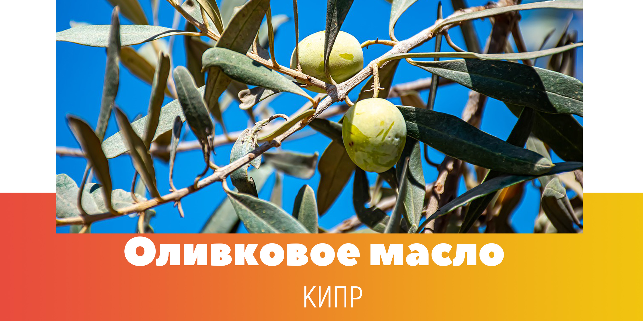 Оливковое дерево на Кипре