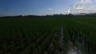 From Bali Beach To Rice Field