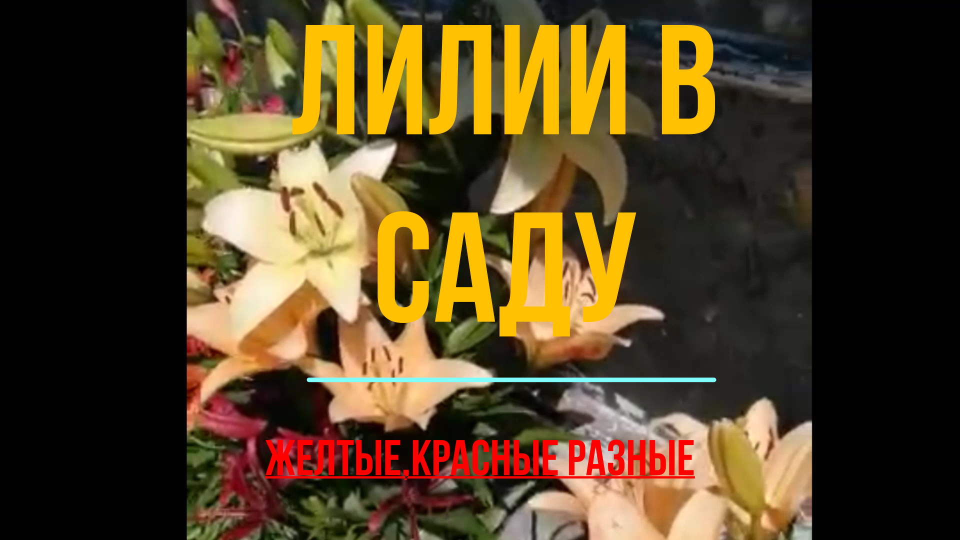 Садовые будни