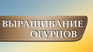 Все об огурцах