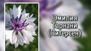 Эмилия Тарнани (Питерсен)