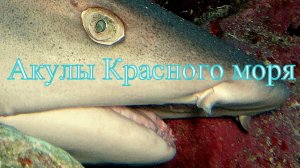 Акулы Красного моря