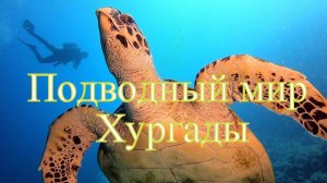 Подводный мир Хургады