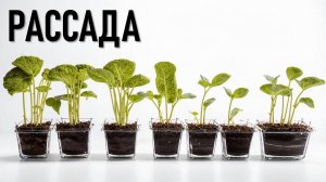 Рассада - агротехника выращивания