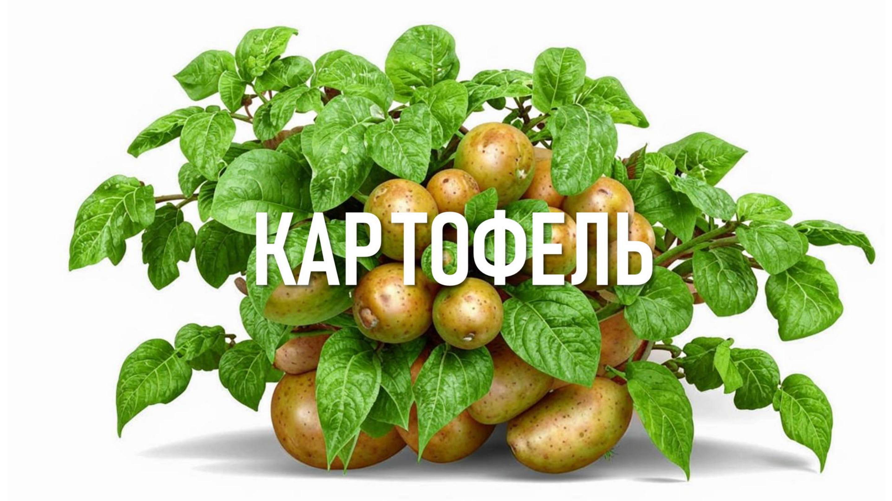 Картофель - агротехника выращивания