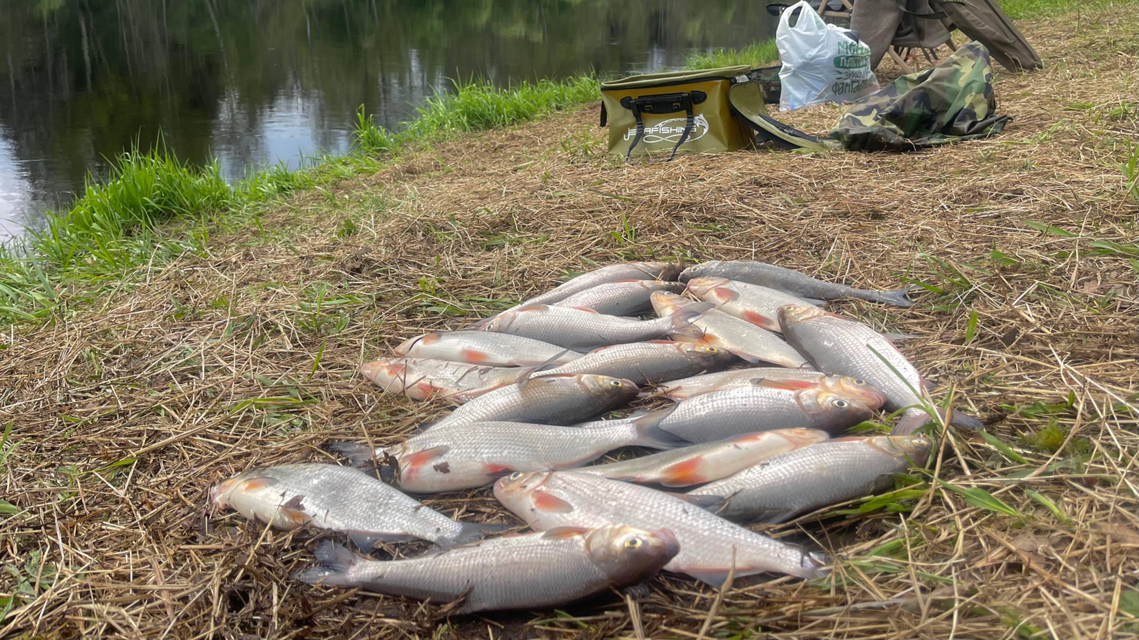 !Сырть - Вимба - Рыбец!