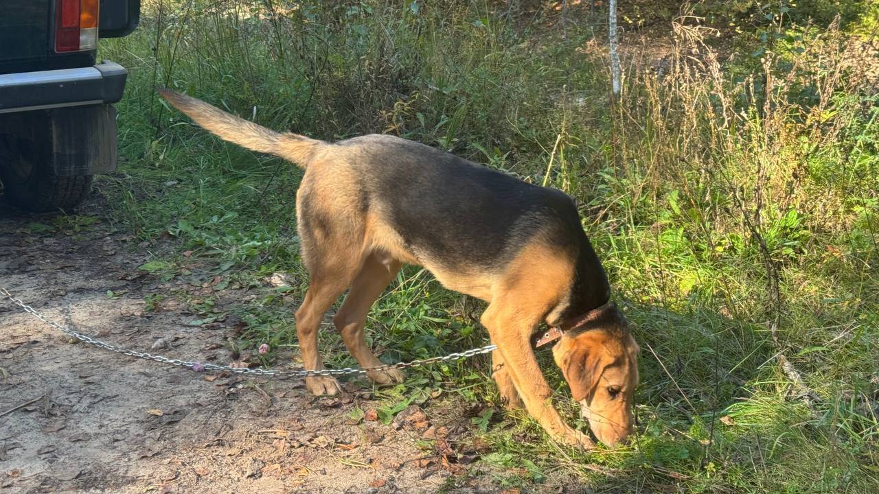 Русская гончая Раскат вл. Шатров В.А.