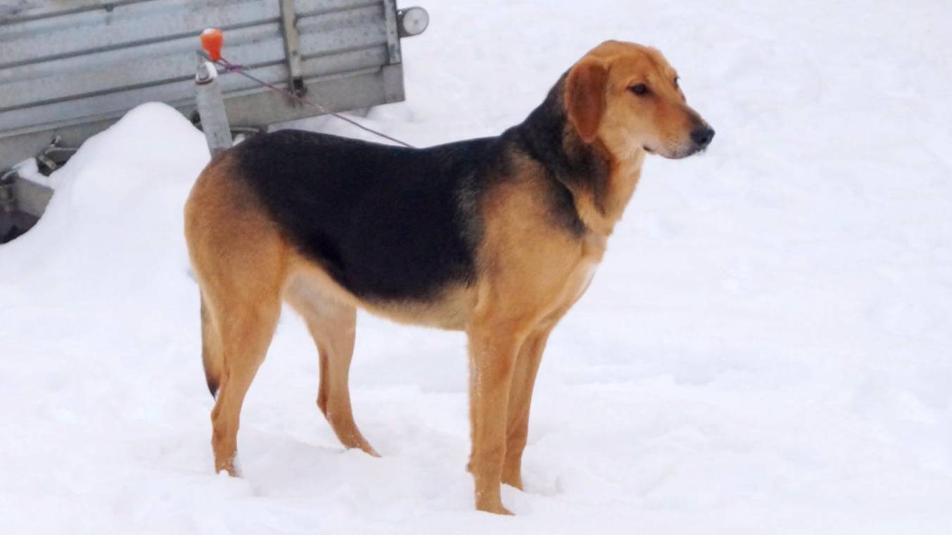 Русская гончая Рада вл.Шатров В.А.