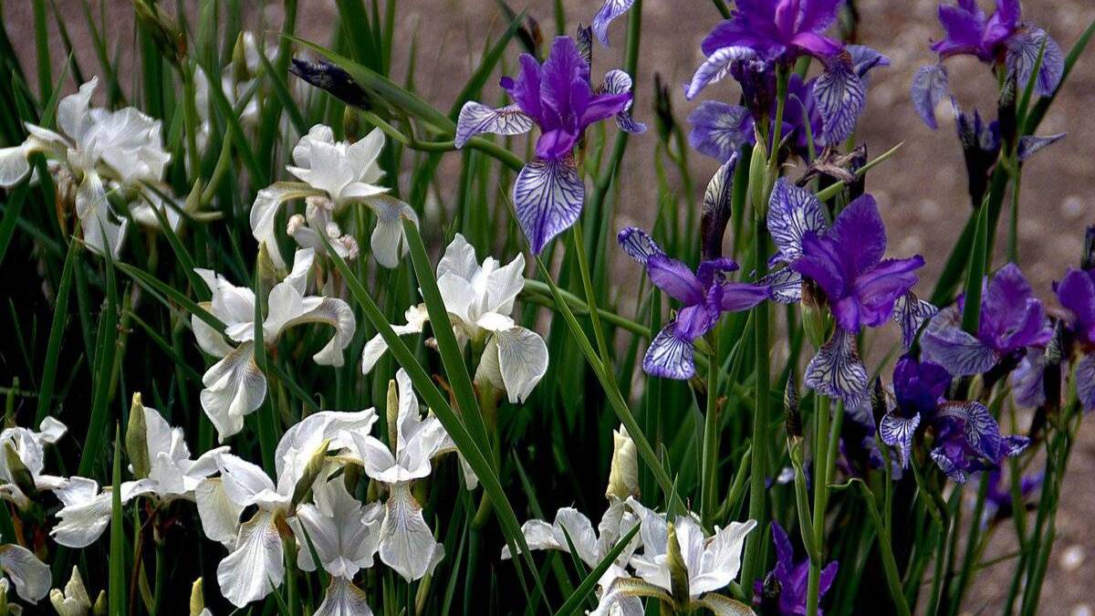 Видовые (SPEC)