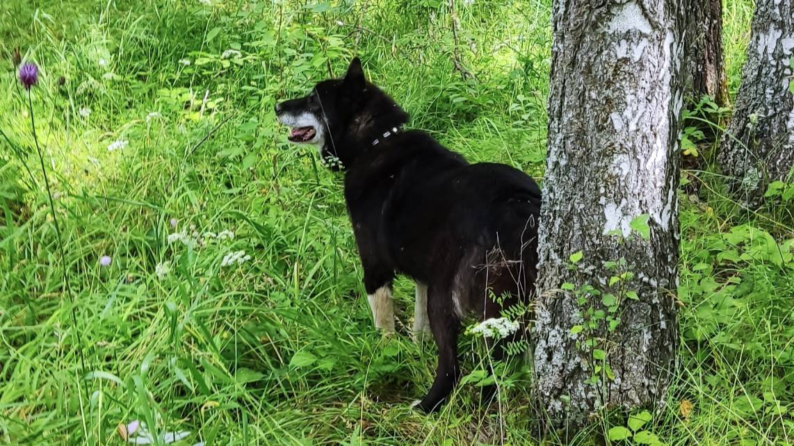 Канадский волк - гибрид.
