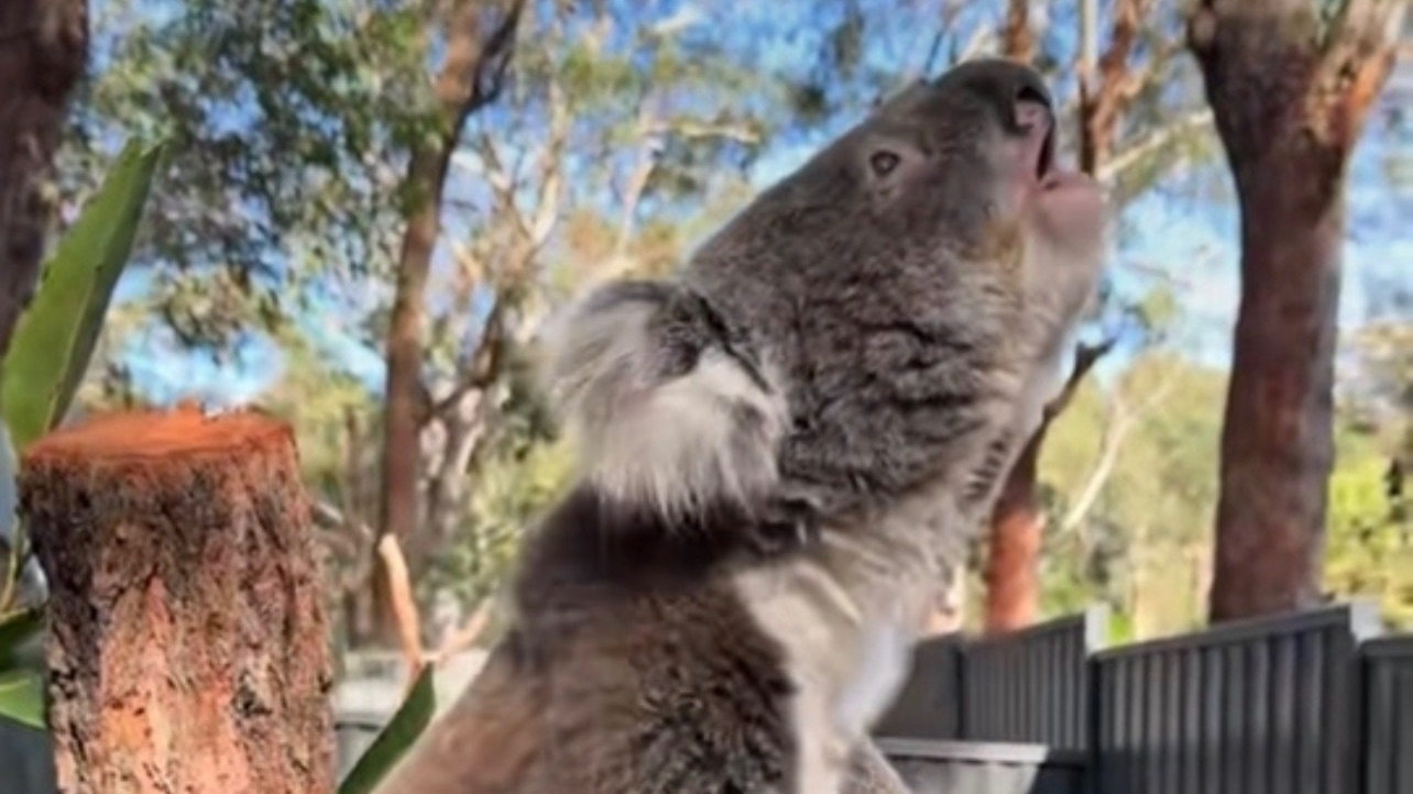 В Австралии -тут всё вверх тормашками! Спасите 🆘