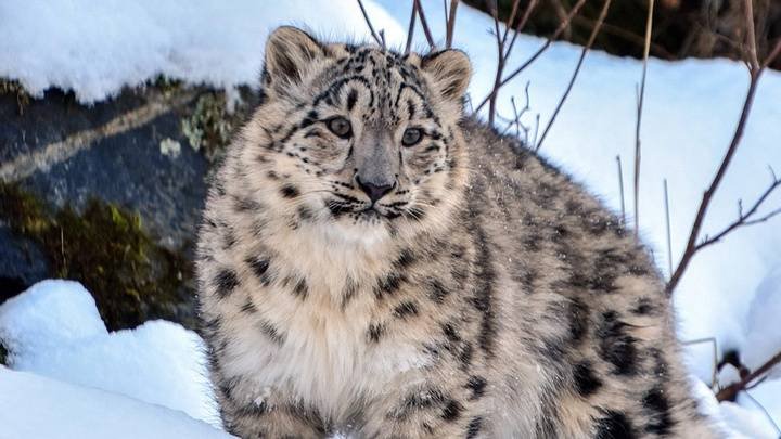 Кошачьи