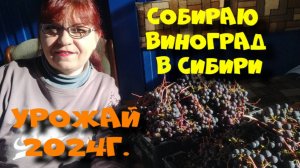 ВИНОГРАД В СИБИРИ