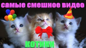 КОШКИ ЮМОР с озвучкой кошек 100процентный смех и поднятие настроения !!!😜🤣😜🤣😜🤣😉