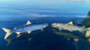 РЫБАЛКА НА БАЙКАЛЕ 🎣🎣🎣👍