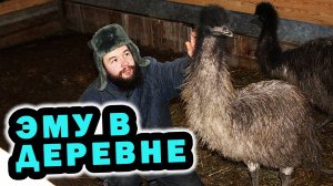 Наша деревенская живность🐷🐮🐔🐶