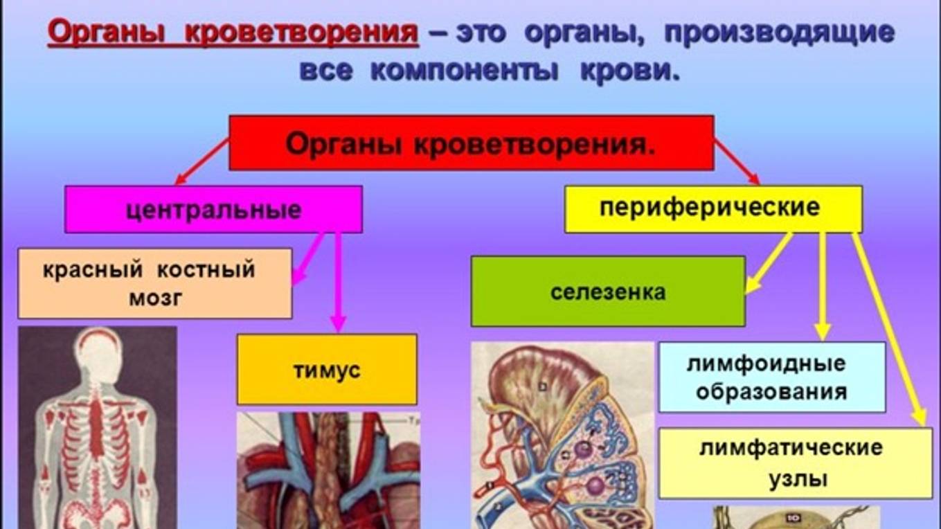 Кроветворная система