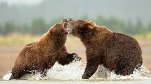 Семейство медвежьи