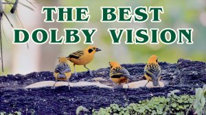 THE BEST DOLBY VISION