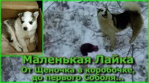 Маленькая Лайка  От щеночка до взрослой собаки