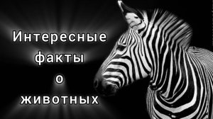 Интересный факты о животных