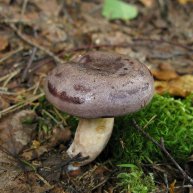 Lactarius Аватар автора