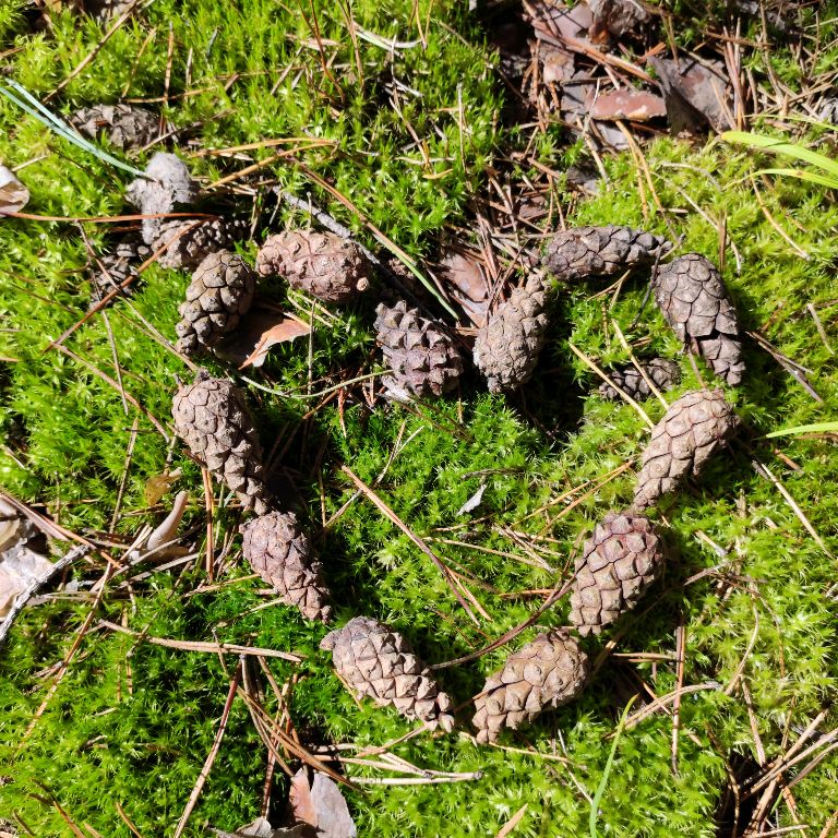 Мещерский край 💚 Аватар автора