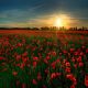 FLOVER Аватар автора