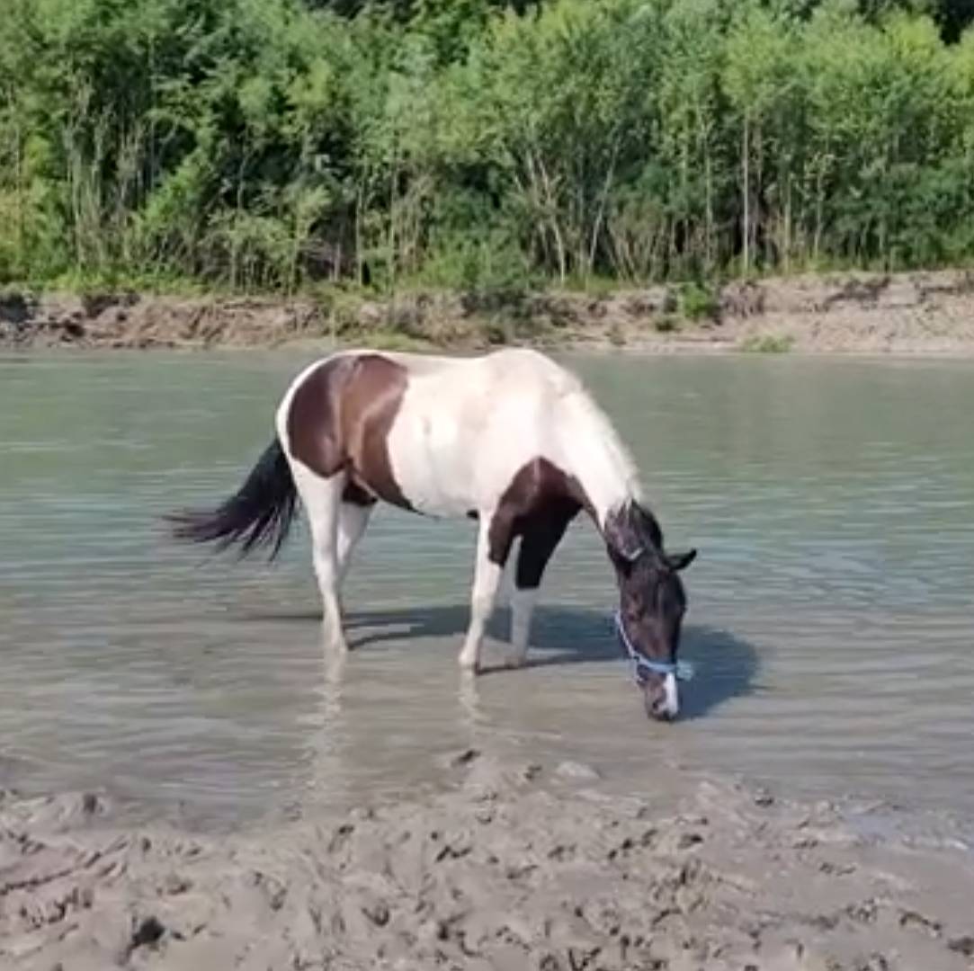 Миссия Лошадь Аватар автора