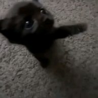 Black cat Аватар автора