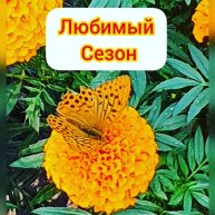 Любимый сезон Аватар автора