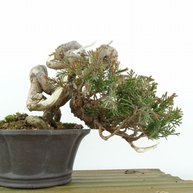 Karafuto Bonsai Аватар автора