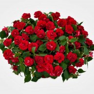 Семена12ru Аватар автора