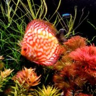 Underwater Garden Аватар автора