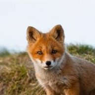 SaNFoX Аватар автора