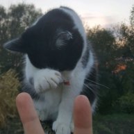 Аня пиченька👹 и мусы пуся 😻 Аватар автора