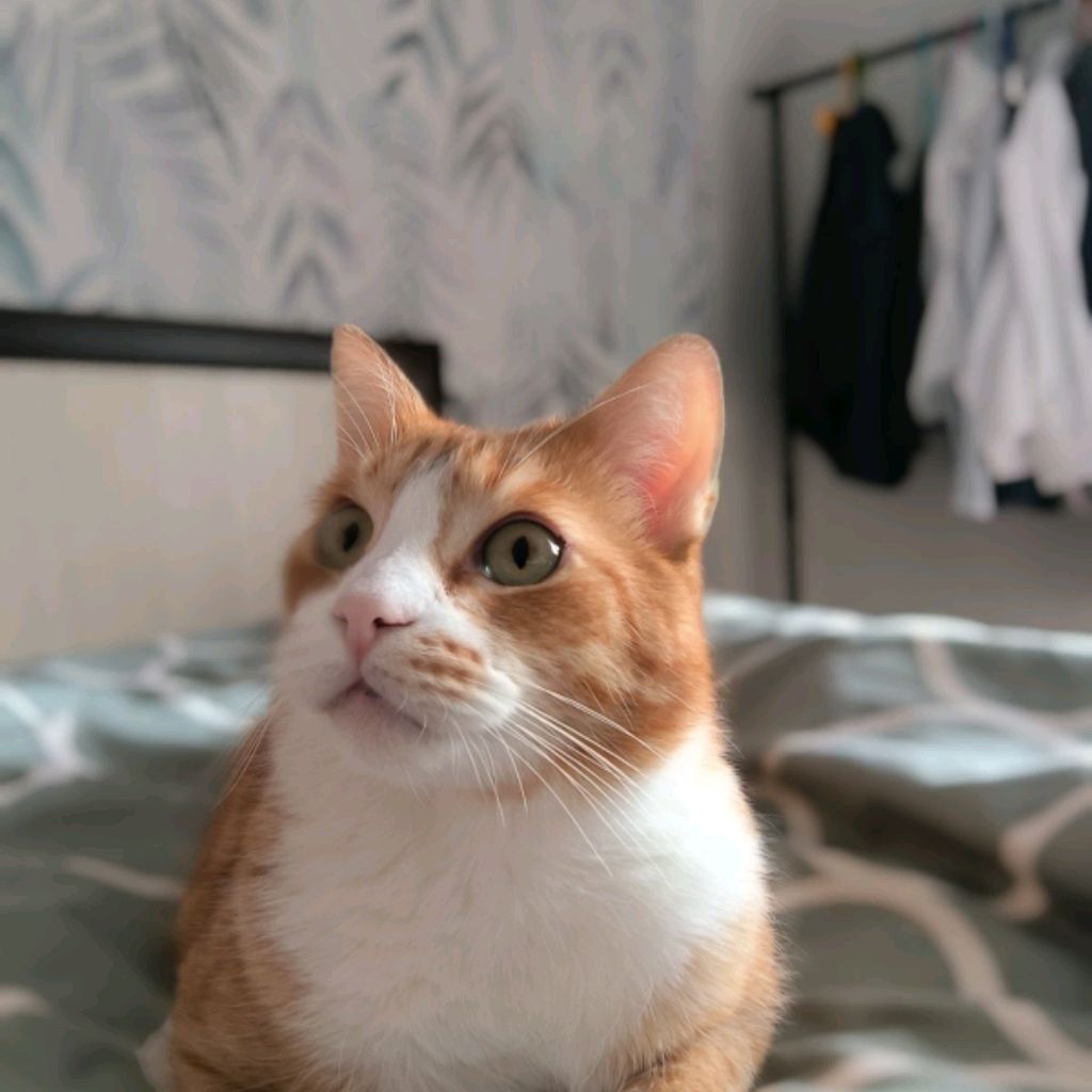 Кот Персик