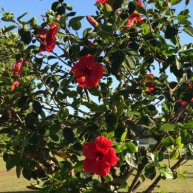 Лашкобанова Елена Аватар автора