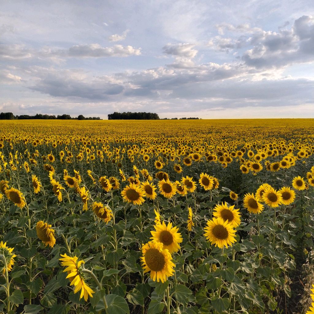 Yakasali Аватар автора