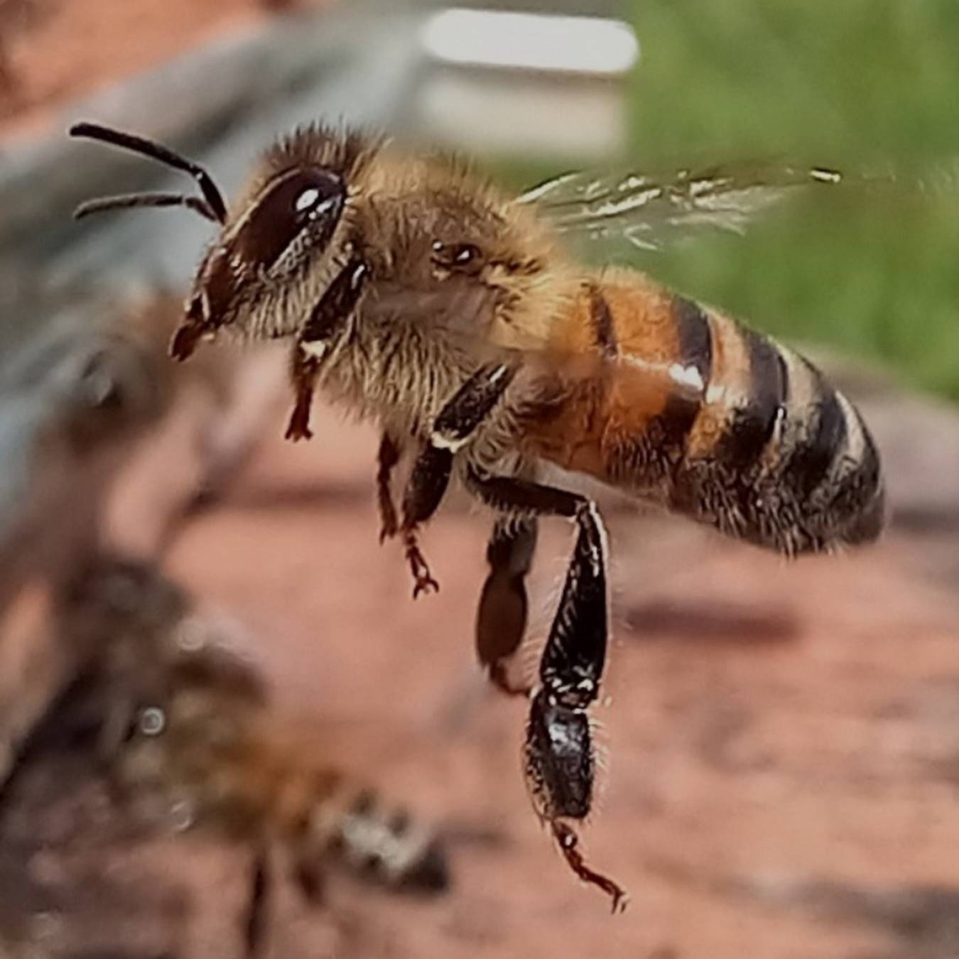 Мёд и пчёлы. Аватар автора