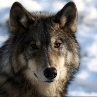 drags1 Аватар автора