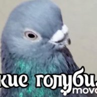 СЕЛЬСКИЕ ГОЛУБИ Аватар автора