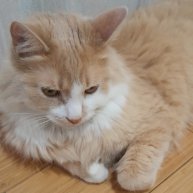 PersikCat Аватар автора