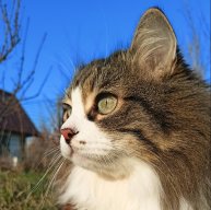 CATALEXFM Аватар автора