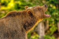 Дневник Grizzly Аватар автора