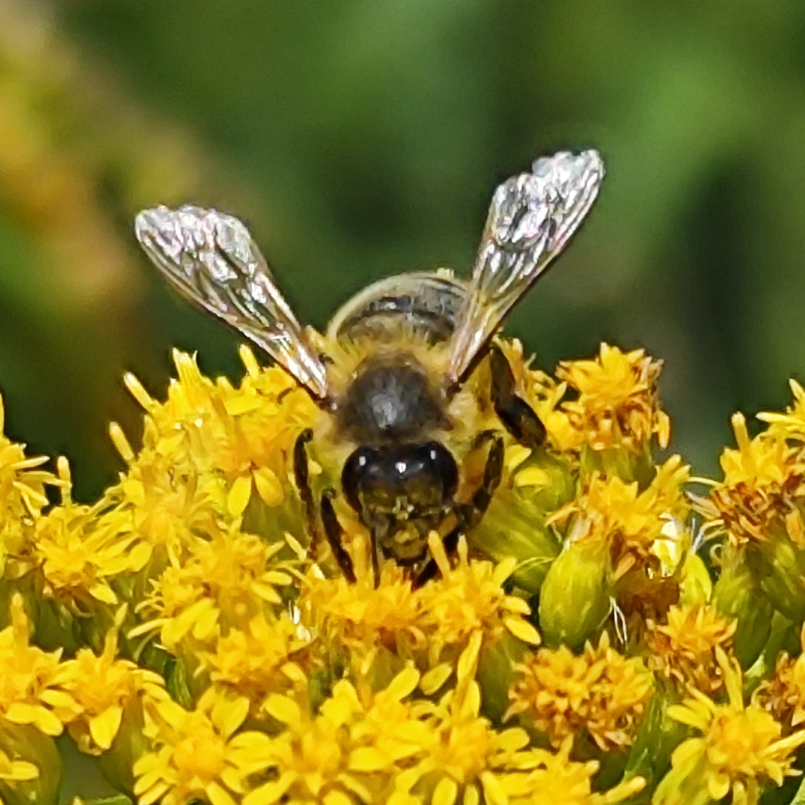 Пчеловод. Аватар автора
