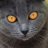 кот Аватар автора