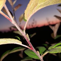 Один день из сельской жизни Аватар автора