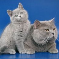 Британские кошки и котята. Аватар автора